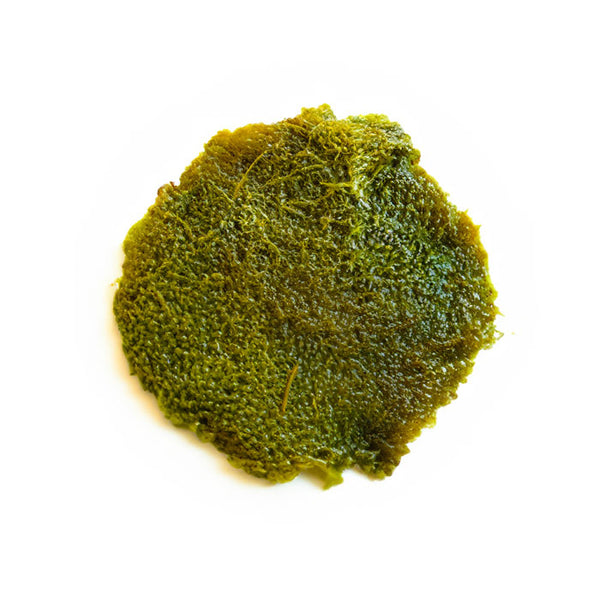 Marine Algae | For Hydrated, Nourished Skin – Royal Labs Natural ...